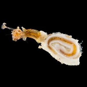 The Biodiversity of Singapore- Serpulidae sp. SUB-0488