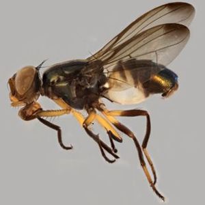 The Biodiversity of Singapore- Platystomatidae sp. ZRC_BDP0021388