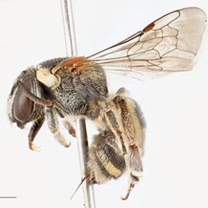 The Biodiversity of Singapore- Pseudapis (Pseudapis) siamensis