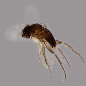 The Biodiversity of Singapore- Phoridae sp. ZRC_BDP0251792