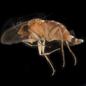 The Biodiversity of Singapore- Phoridae sp. ZRC_BDP0032747