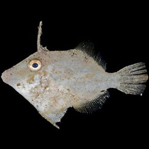 The Biodiversity of Singapore- Monacanthidae sp. 5417TB1-019