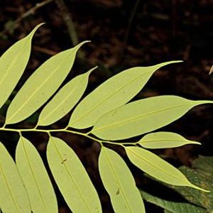 The Biodiversity of Singapore- Polyalthia hypoleuca