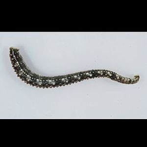 The Biodiversity of Singapore- Hirudinea sp. 2