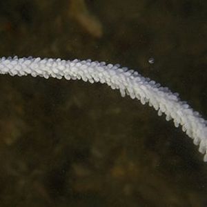The Biodiversity of Singapore- Junceella sp.