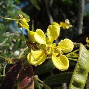 The Biodiversity of Singapore- Senna siamea