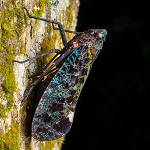 The Biodiversity of Singapore- Penthicodes bimaculata