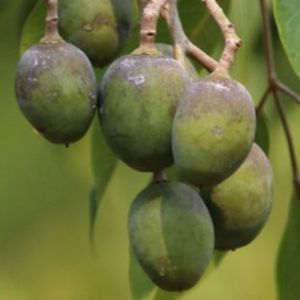 The Biodiversity of Singapore- Canarium vulgare