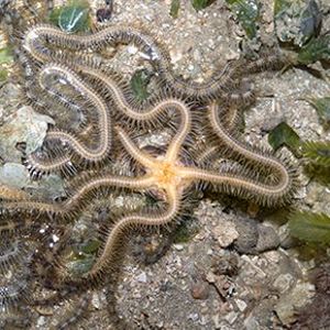 The Biodiversity of Singapore- Macrophiothrix longipeda