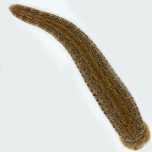 The Biodiversity of Singapore- Hirudinidae sp. "1"