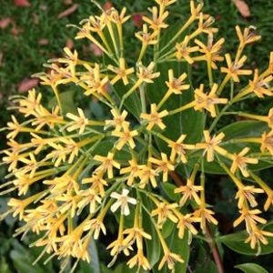 The Biodiversity of Singapore- Tarenna fragrans