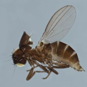 The Biodiversity of Singapore- Milichiidae sp. ZRC_BDP0137542