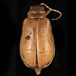 The Biodiversity of Singapore- Aulacophora indica