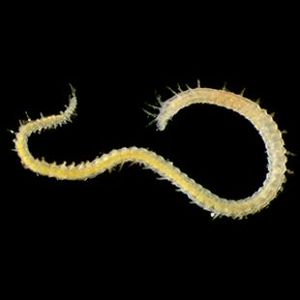 The Biodiversity of Singapore- Syllidae sp. 5113DR1-127