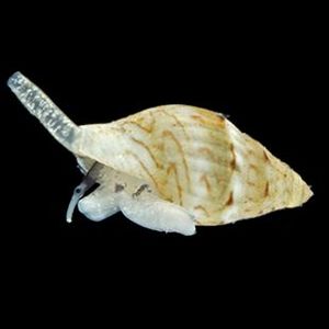 The Biodiversity of Singapore- Columbellidae sp. 8