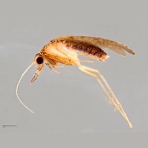 The Biodiversity of Singapore- Ecnomidae sp. ZRCBDP0026531/ ZRCBDP0024622