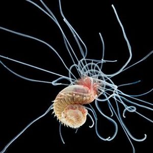 The Biodiversity of Singapore- Terebellidae sp. INT-1201