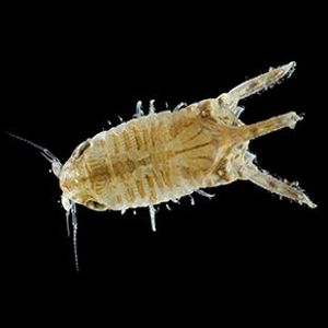 The Biodiversity of Singapore- Sphaeromatidae sp. 47