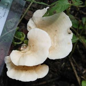The Biodiversity of Singapore- Trametes pubescens