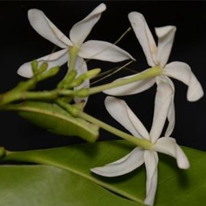 The Biodiversity of Singapore- Kopsia arborea