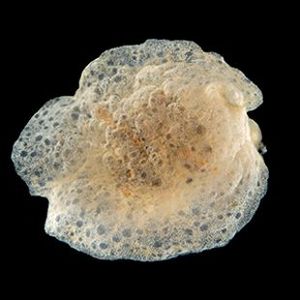 The Biodiversity of Singapore- Velutinidae sp. 4