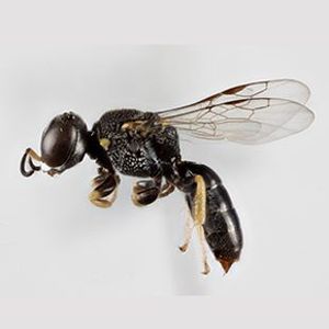 The Biodiversity of Singapore- Encopognathus sp.