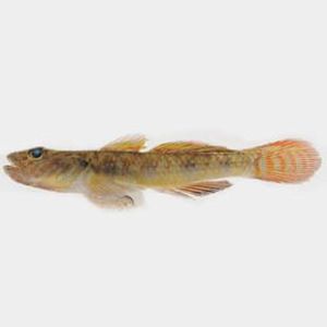 The Biodiversity of Singapore- Rhinogobius similis