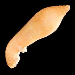 The Biodiversity of Singapore- Aspidosiphon (Aspidosiphon) gracilis