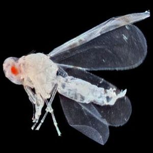 The Biodiversity of Singapore- Hemiptera sp. ZRC_BDP0164029