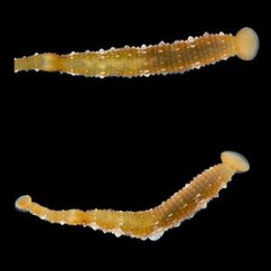 The Biodiversity of Singapore- Hirudinea sp. 1