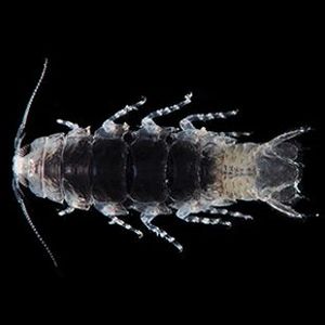 The Biodiversity of Singapore- Corallana sp. JS-2675