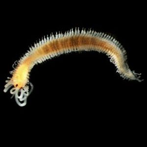 The Biodiversity of Singapore- Syllidae sp. 5113DR1-322