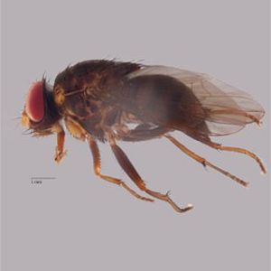 The Biodiversity of Singapore- Dichaetomyia bibax