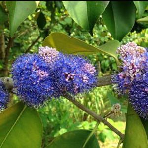 The Biodiversity of Singapore- Memecylon edule