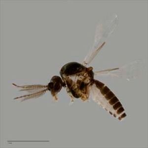 The Biodiversity of Singapore- Ceratopogonidae sp. ZRCBDP0049289