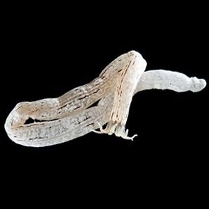 The Biodiversity of Singapore- Synaptidae sp. OTC-0272