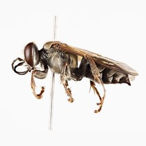 The Biodiversity of Singapore- Tachytes sp.