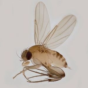 The Biodiversity of Singapore- Phoridae sp. ZRC_BDP0075205