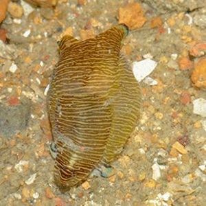 The Biodiversity of Singapore- Tubulophilinopsis lineolata