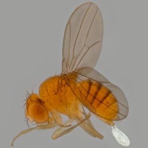 The Biodiversity of Singapore- Drosophilidae sp. ZRC_BDP0309594