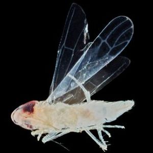 The Biodiversity of Singapore- Hemiptera sp. ZRC_BDP0118375