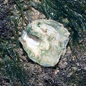 The Biodiversity of Singapore- Anomiidae sp.