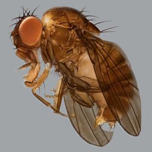 The Biodiversity of Singapore- Drosophila (Drosophila) sp. ZRC_BDP0091592
