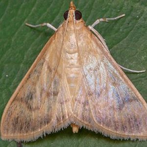 The Biodiversity of Singapore- Crypsiptya coclesalis