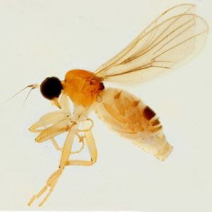 The Biodiversity of Singapore- Elaphropeza asexa
