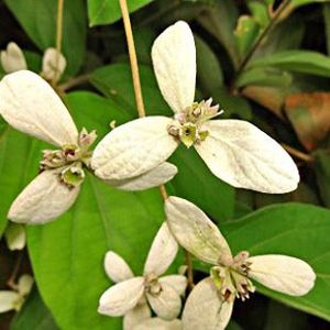 The Biodiversity of Singapore- Congea tomentosa