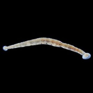 The Biodiversity of Singapore- Hirudinea sp. 4