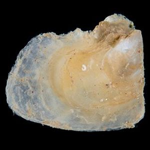 The Biodiversity of Singapore- Isognomon sp.