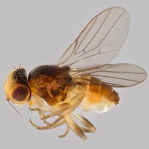 The Biodiversity of Singapore- Chloropidae sp. ZRC_BDP0290945