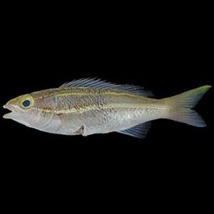 The Biodiversity of Singapore- Pentapodus bifasciatus